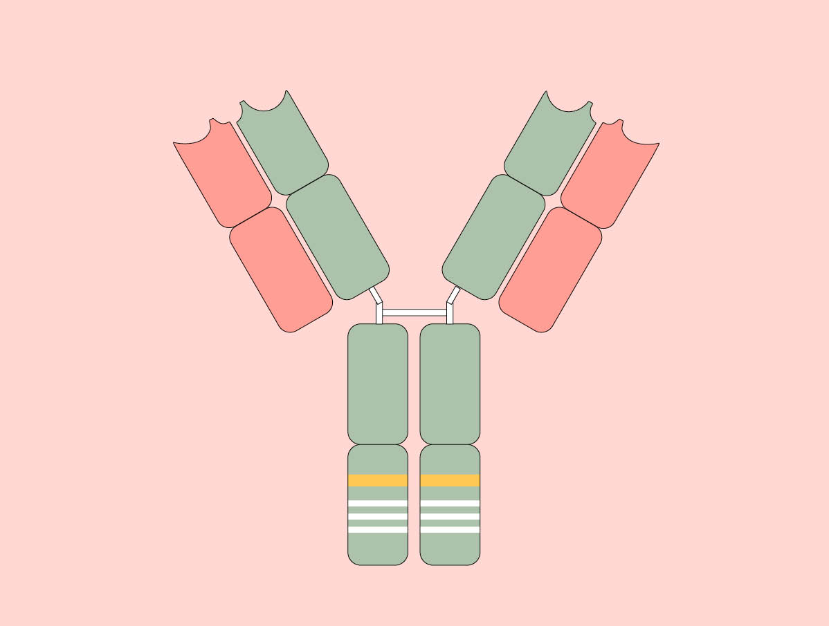 IBC-Ab002 Antibody – Immunobrain